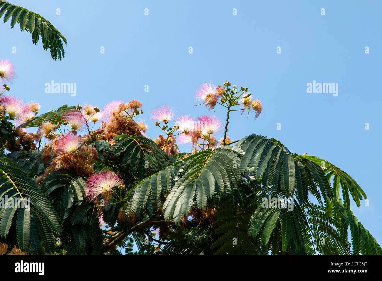 Flowers and foliage of Persian Silk tree or Pink Siris (Albizia ...