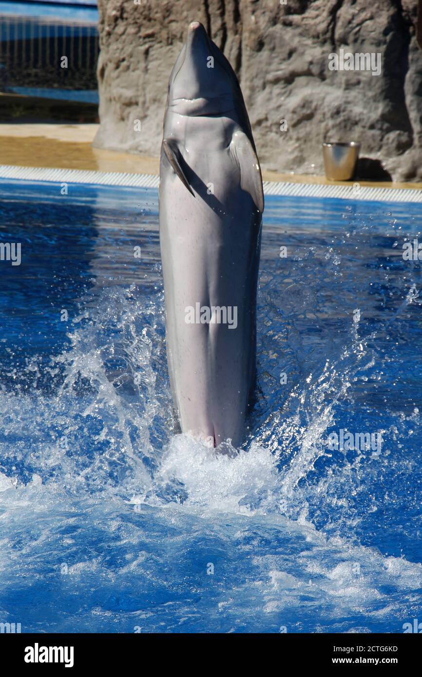 Delphinoidea cetacea hi-res stock photography and images - Alamy