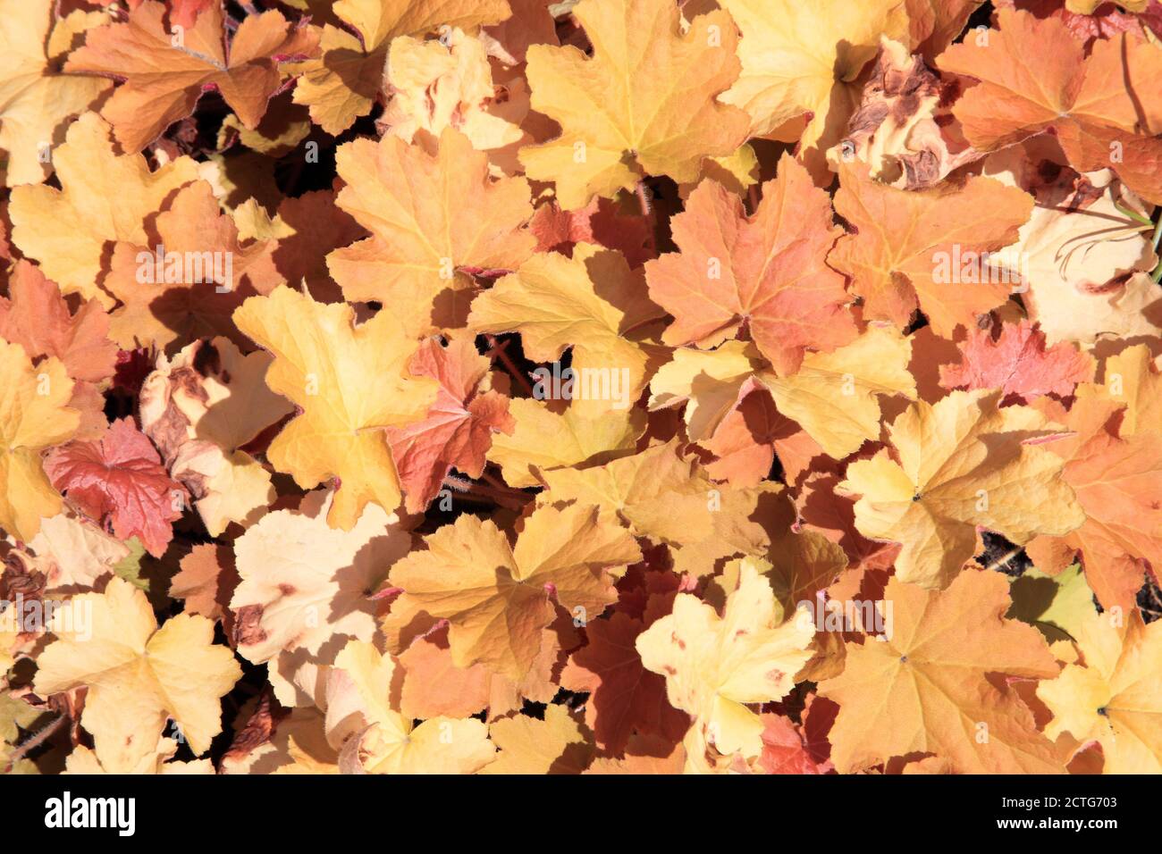 Heuchera an herbaceous perennial flower plant grown in flower beds for ...