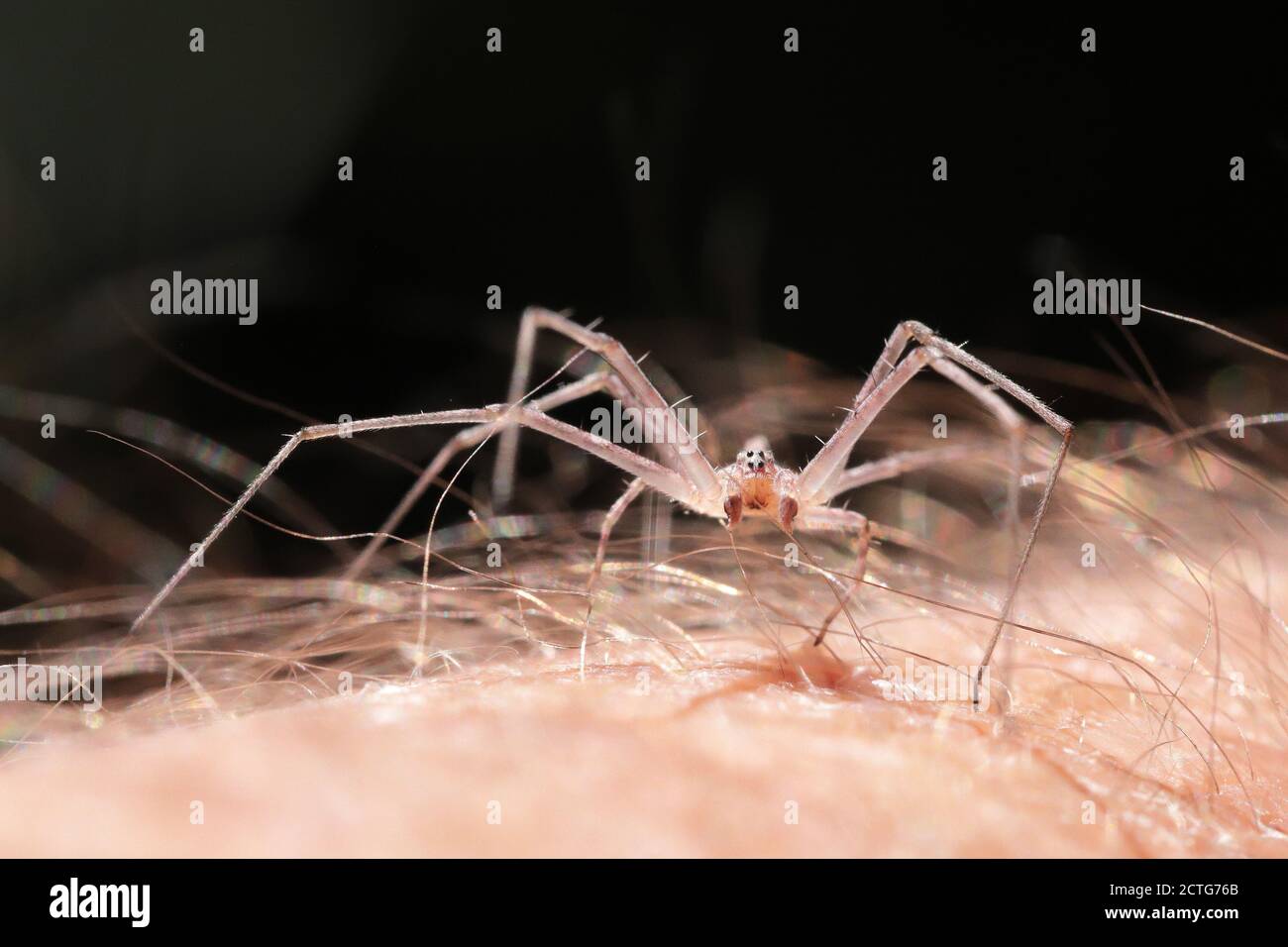 Daddy long legs spider hi-res stock photography and images - Alamy