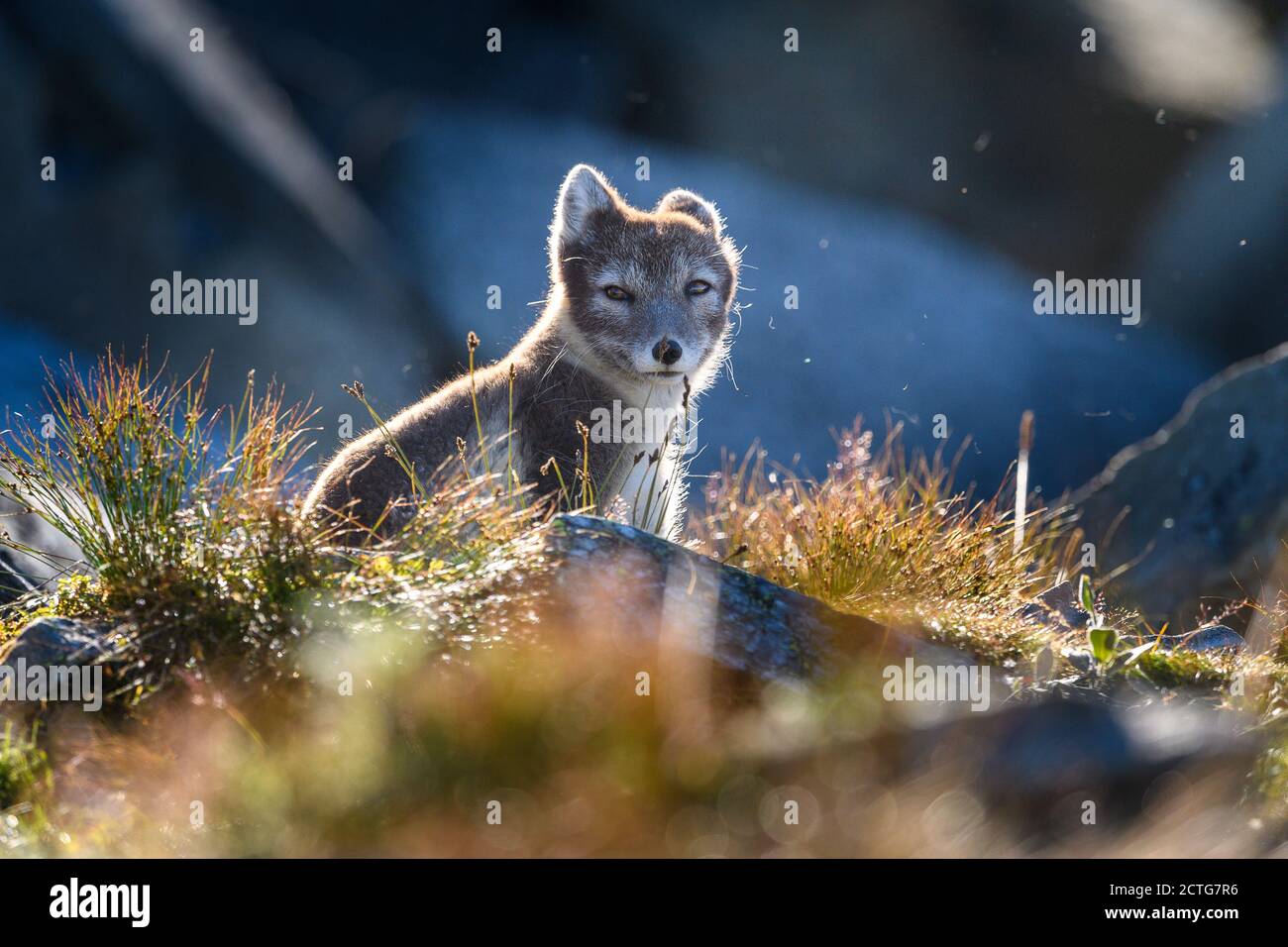 Wild Arctic fox (Vulpes lagopus) in Dovre mountains, Norway Stock Photo ...