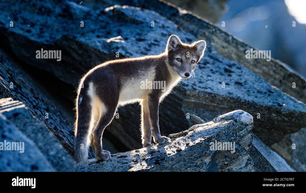 Wild Arctic fox (Vulpes lagopus) in Dovre mountains, Norway Stock Photo ...