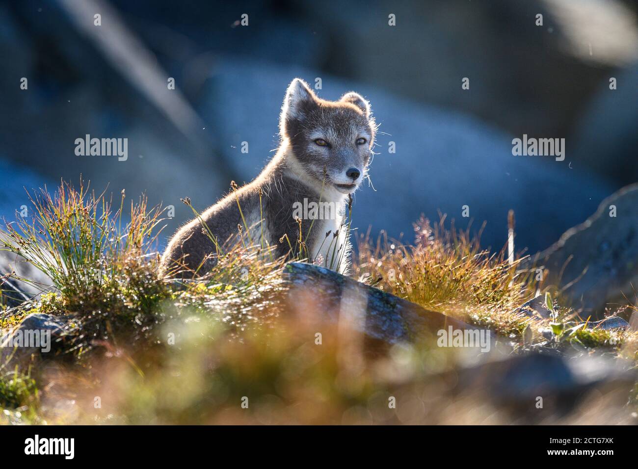 Norway arctic fox hi-res stock photography and images - Alamy