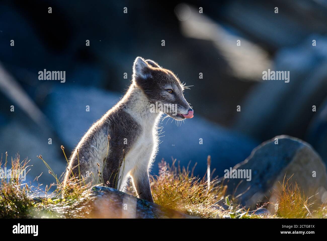 Norway Arctic Fox High Resolution Stock Photography and Images - Alamy