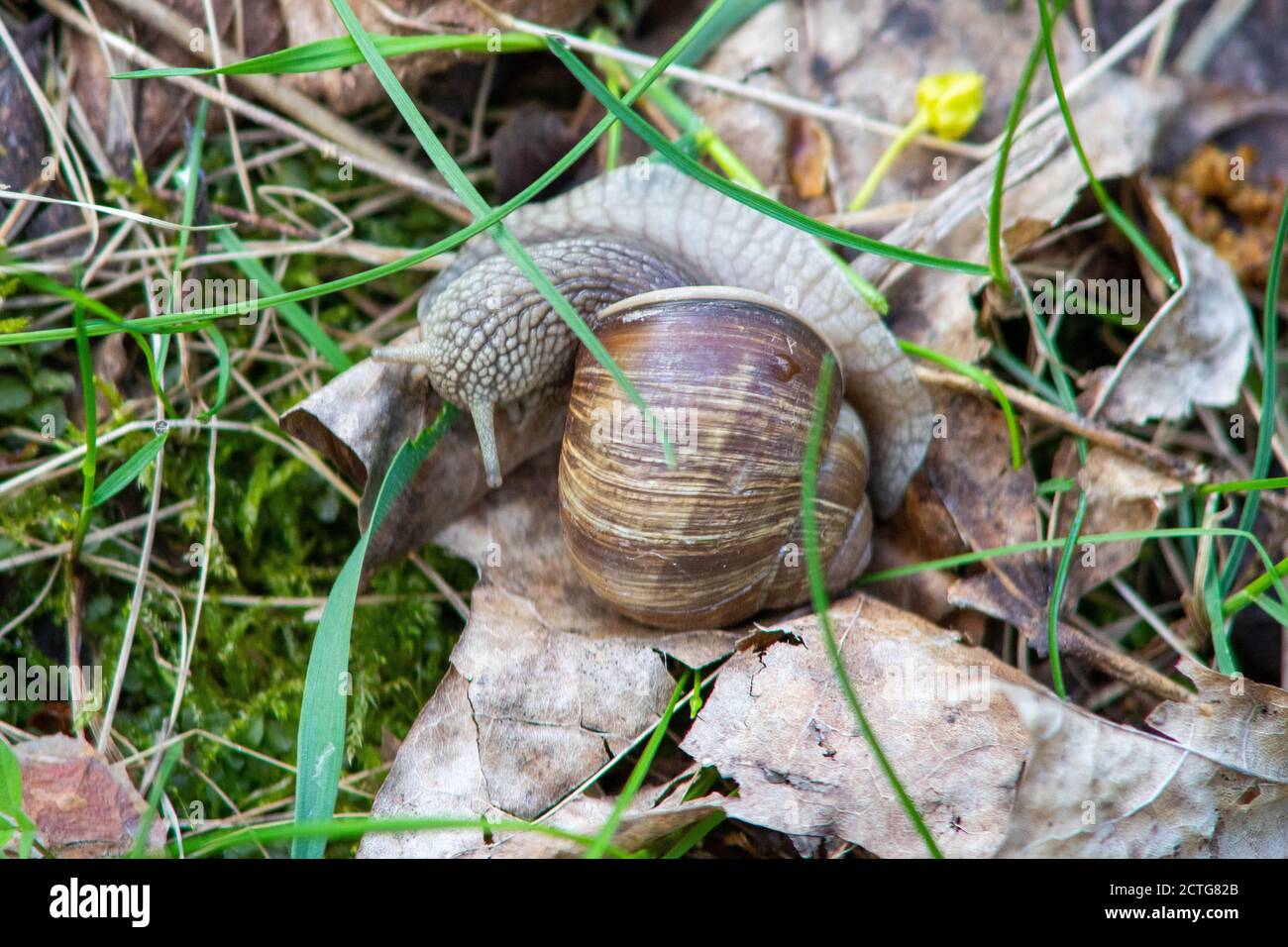 Gastropod on substrate hi-res stock photography and images - Alamy