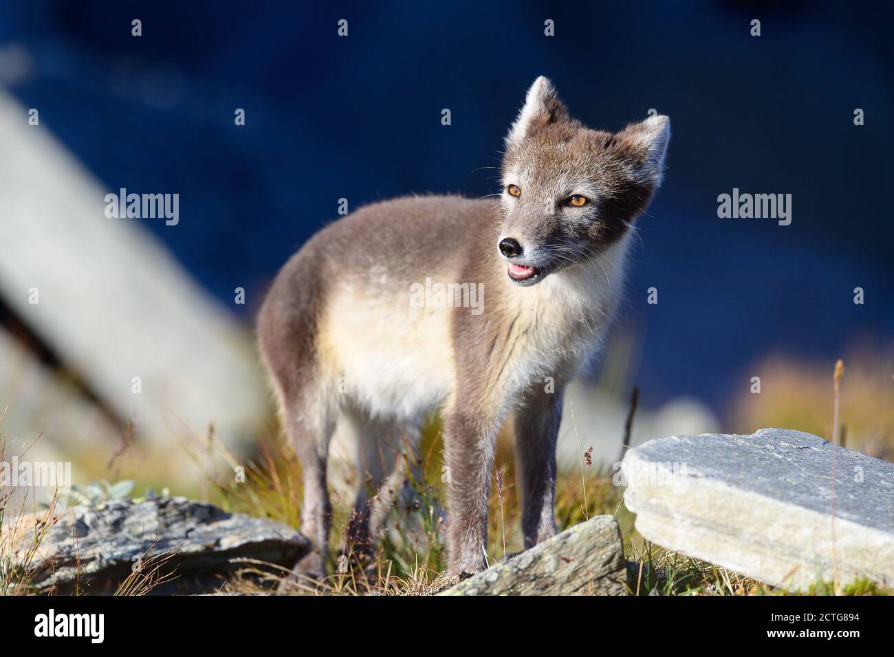 Wild Arctic fox (Vulpes lagopus) in Dovre mountains, Norway Stock Photo ...