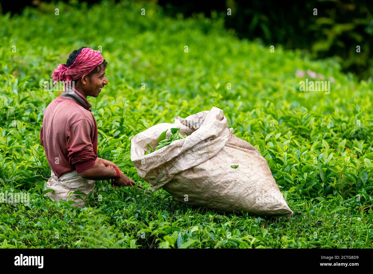 March 28, 2018: A worker picking up tea leaves in a tea plantation ...