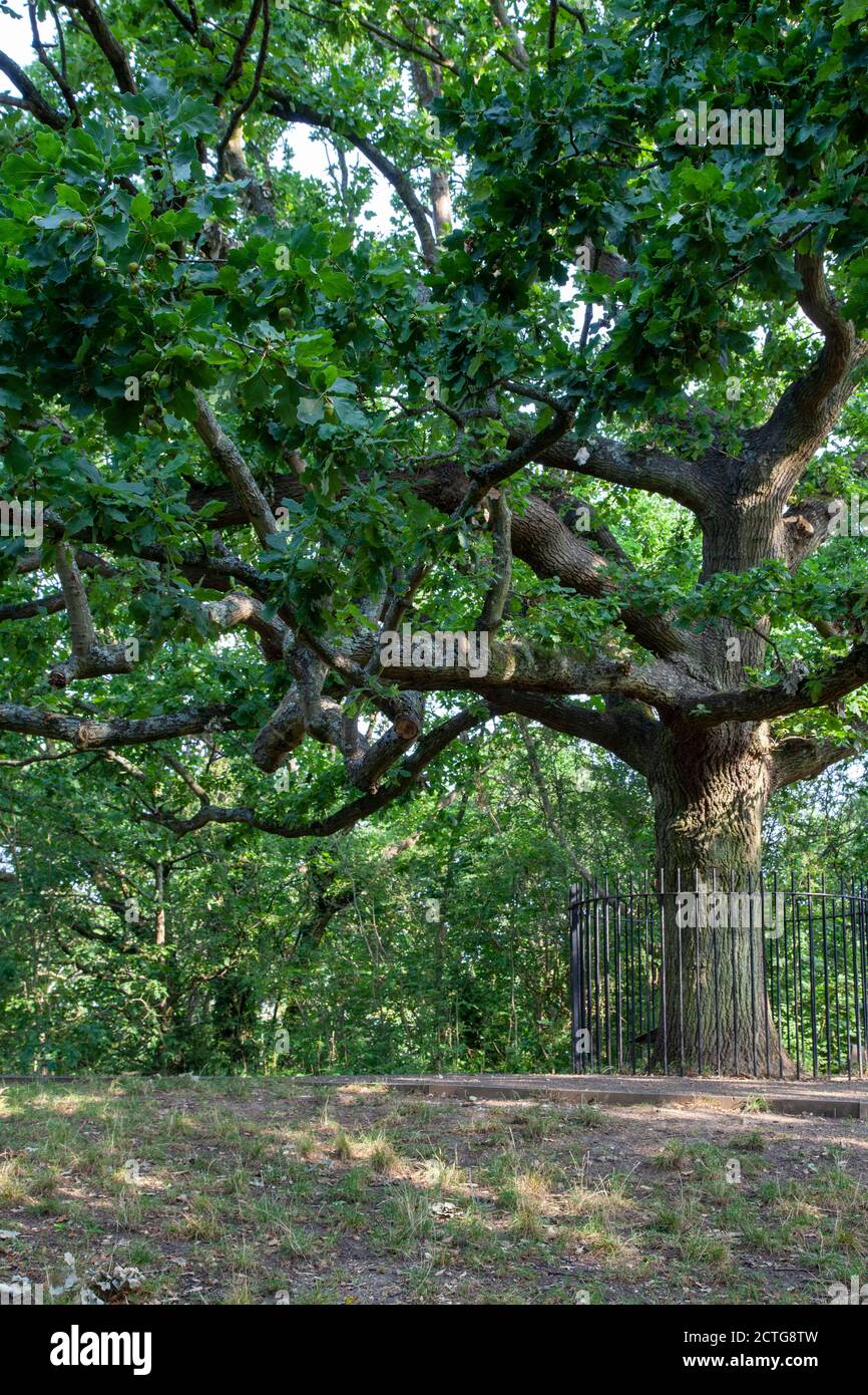 Honor oak hi-res stock photography and images - Alamy