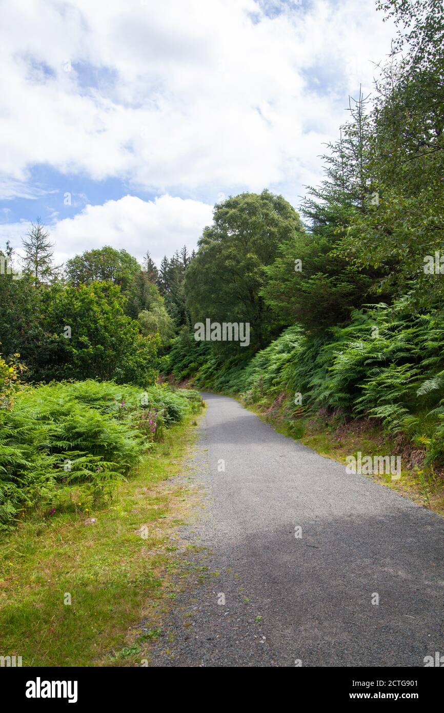 A path trough a forest in a Wicklow Mountains National Park in Ireland ...