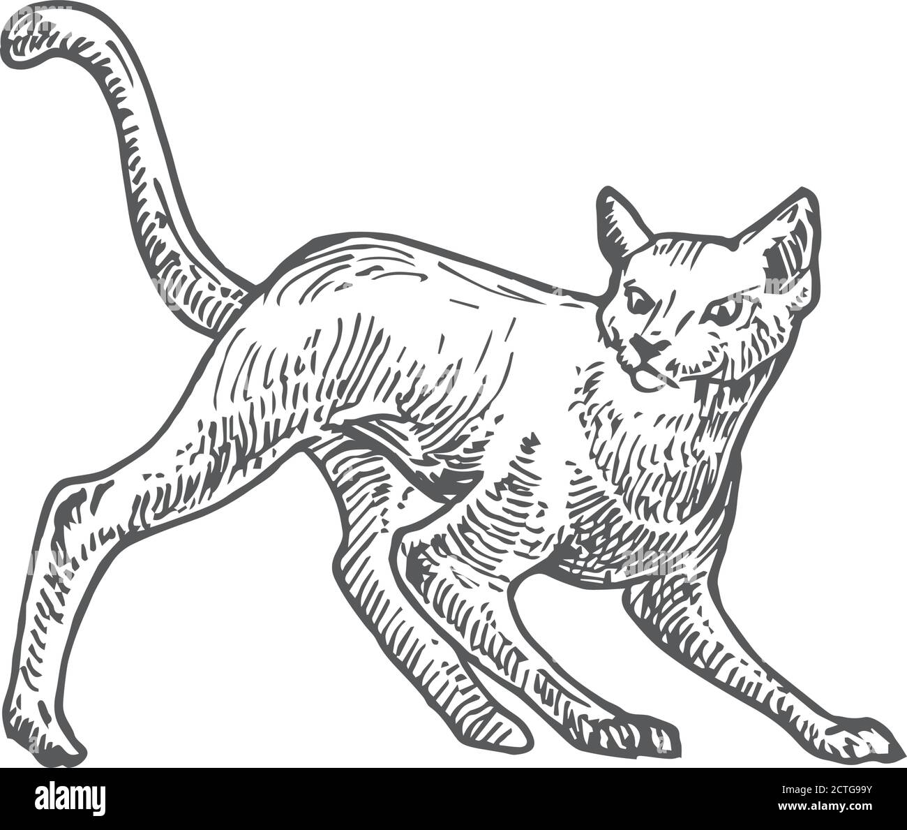 Hand Drawn Halloween Scary Crawling Cat Vector Illustration. Abstract ...