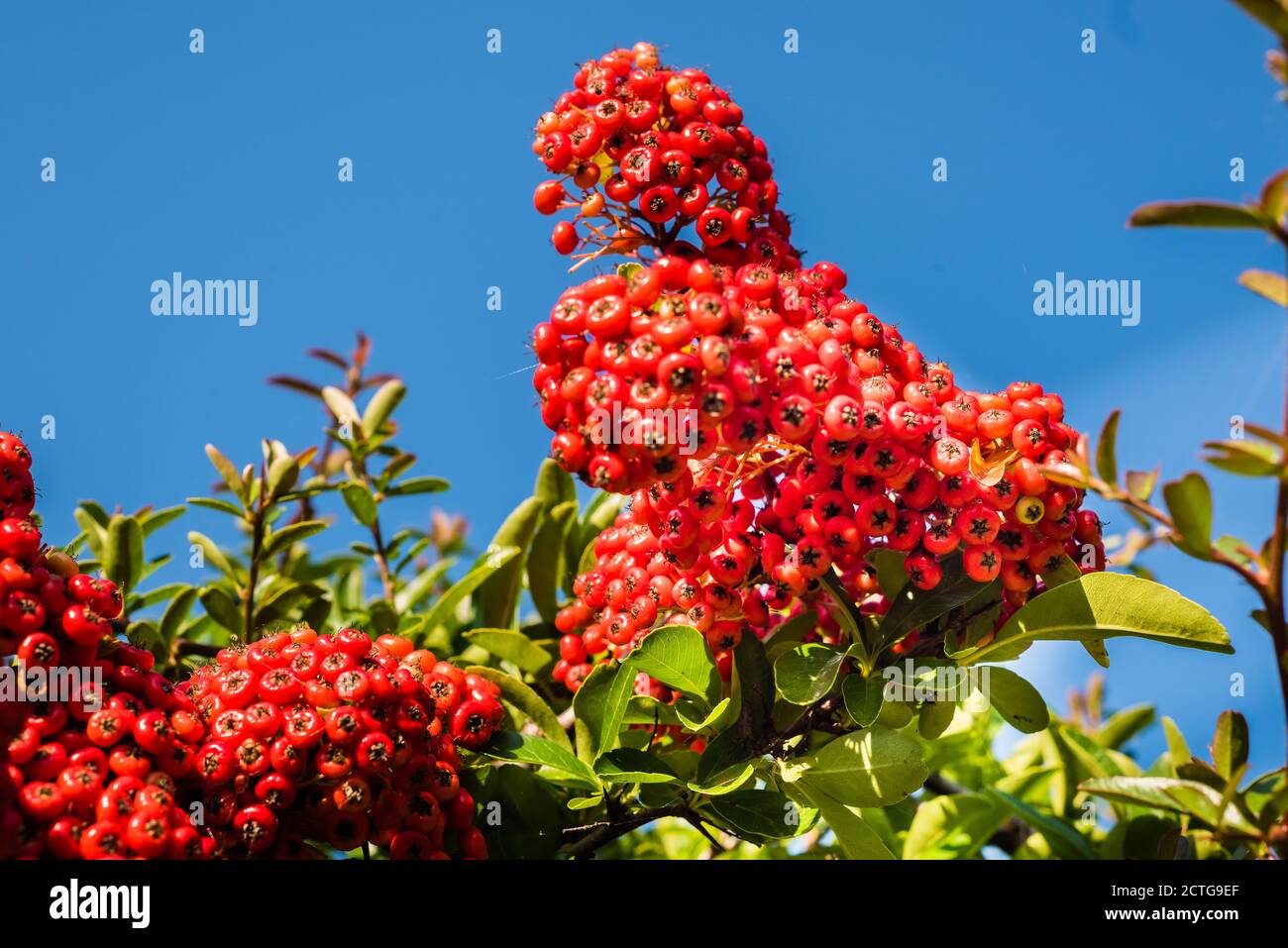 Pyracantha Saphyr Rouge "Cadrou" or Firethorn growing in a country ...