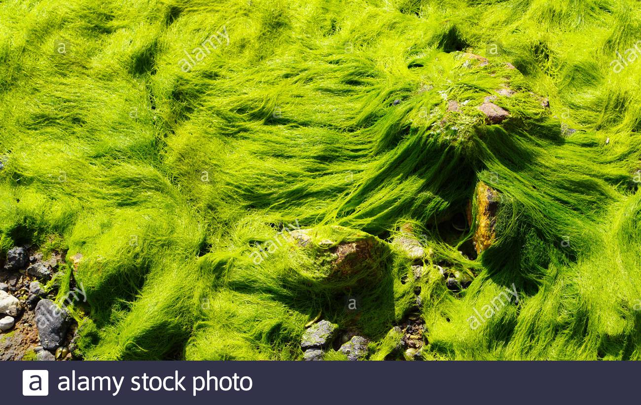 Green Algae Plant High Resolution Stock Photography and Images - Alamy