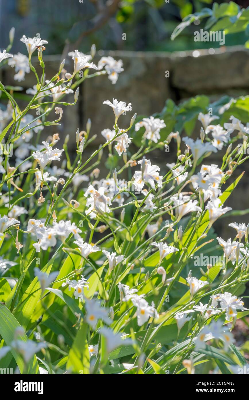 Australian native iris hi-res stock photography and images - Alamy