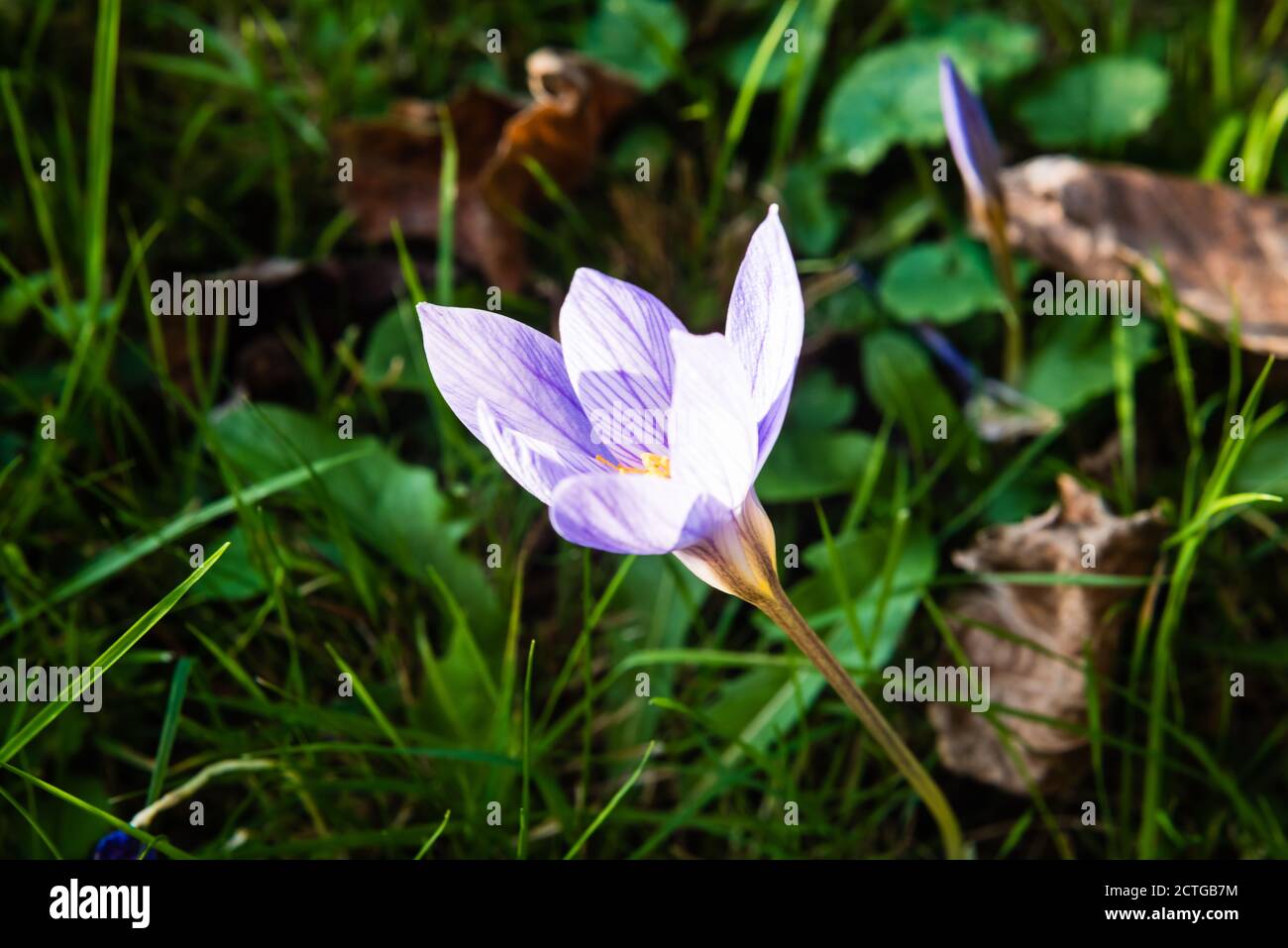 Crocus gb hi-res stock photography and images - Alamy