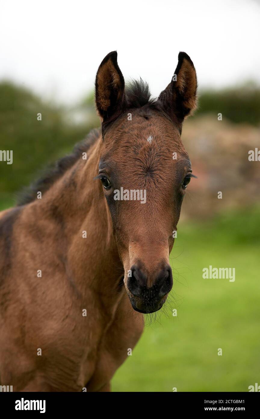 Akhal Teke, Horse Breed from Turkmenistan, Portrait of Foal Stock Photo ...