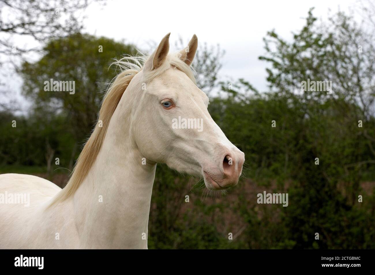 Akhal Teke, Horse Breed from Turkmenistan, Portrait of Adult Stock ...