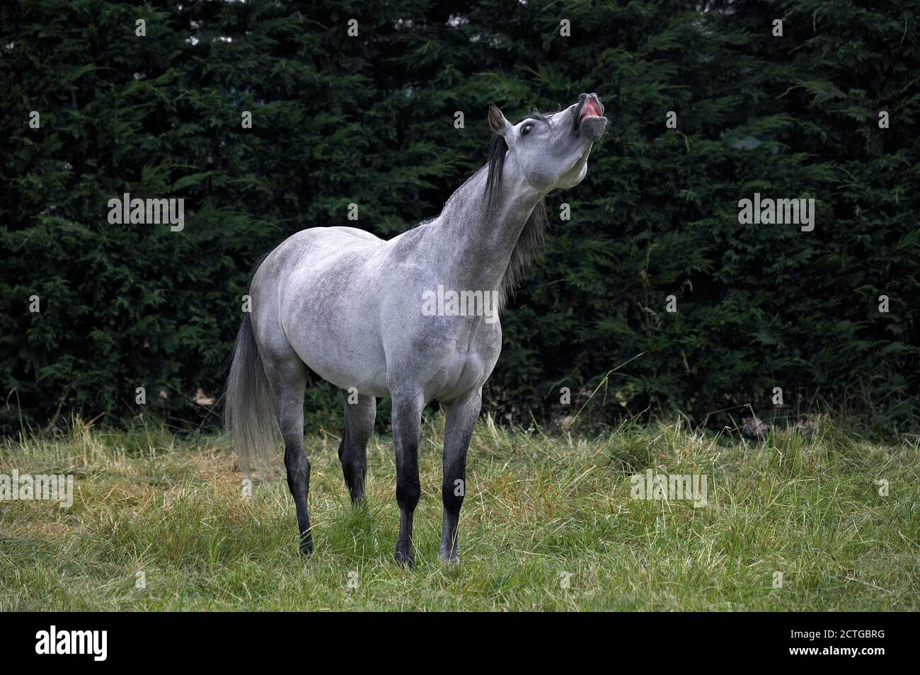 Adult In Flehmen High Resolution Stock Photography and Images - Alamy