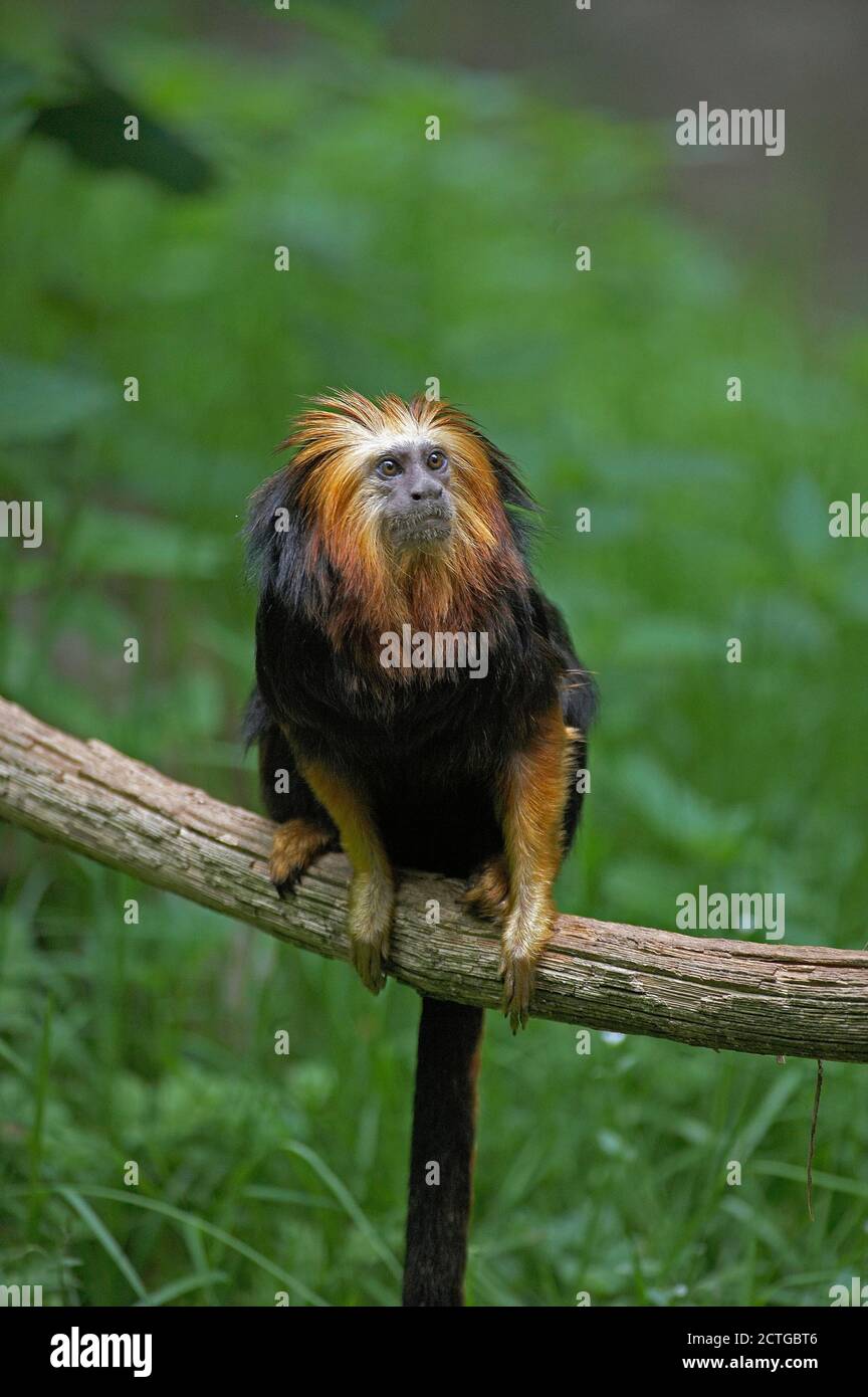 Golden Headed Lion Tamarin, leontopithecus chrysomelas, Adult standing ...
