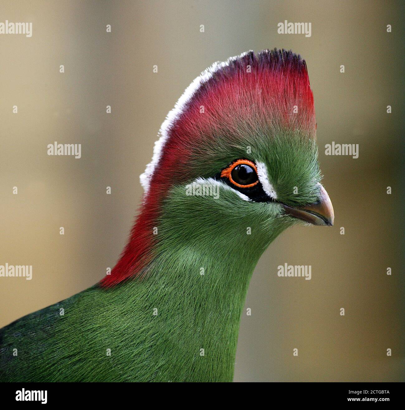 Fischer's Turaco, tauraco corythaix fischeri, Adult with nice Colors ...