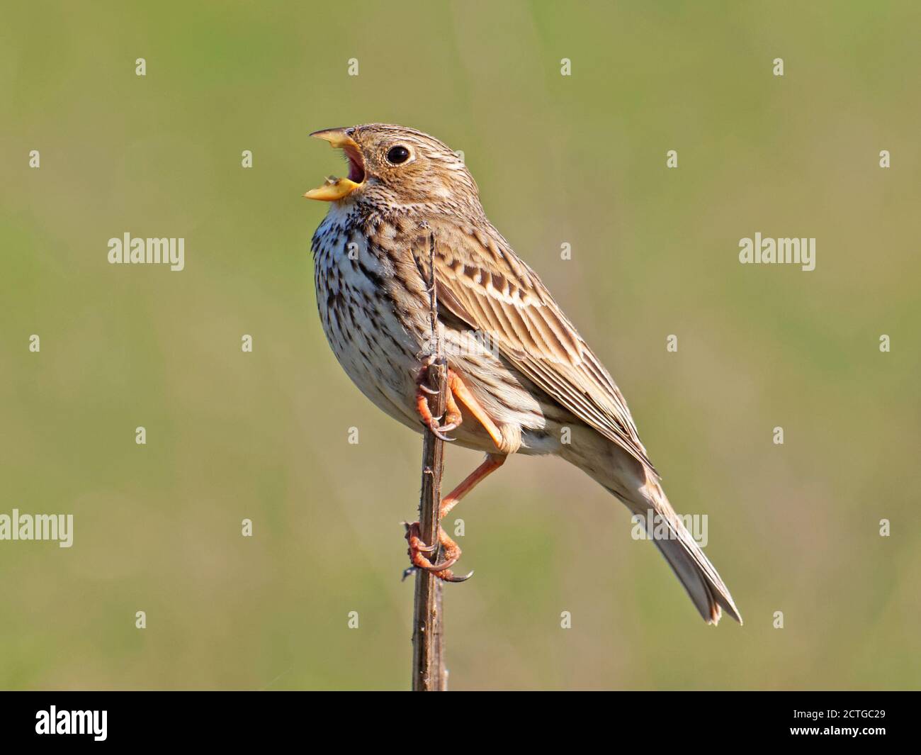 The Corn Bunting bird singing, Miliaria calandra Stock Photo - Alamy