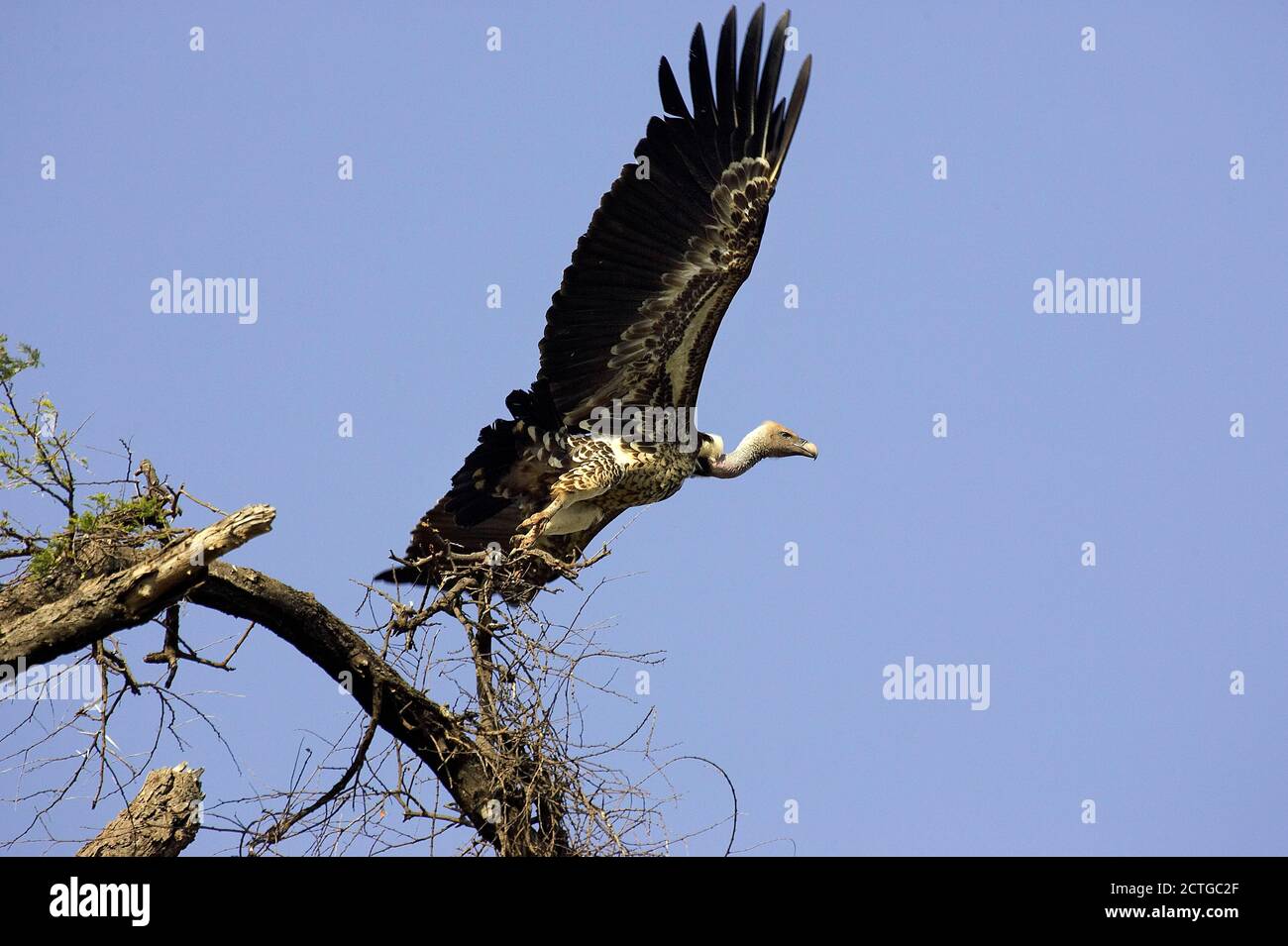 Ruppell's Vulture, gyps rueppellii, Adult in Flight against Blue Sky ...