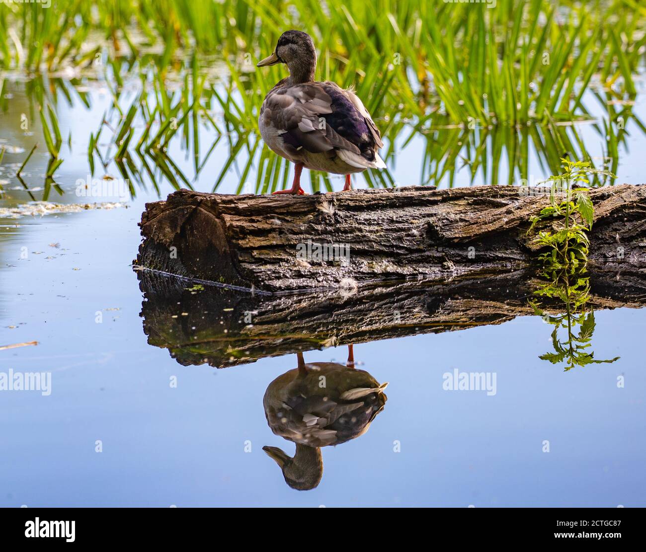 Duck on a piece of wood in the lake with reflections in the water Stock Photo - Alamy