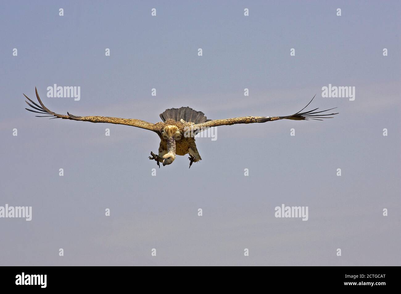 African White Backed Vulture, gyps africanus, Adult in Flight, Masai ...