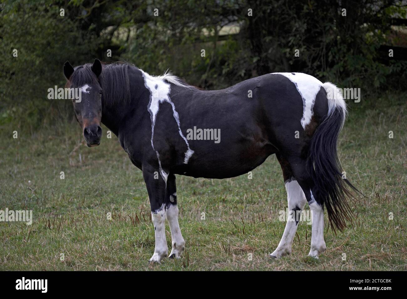 French Saddle Pony Stock Photo - Alamy