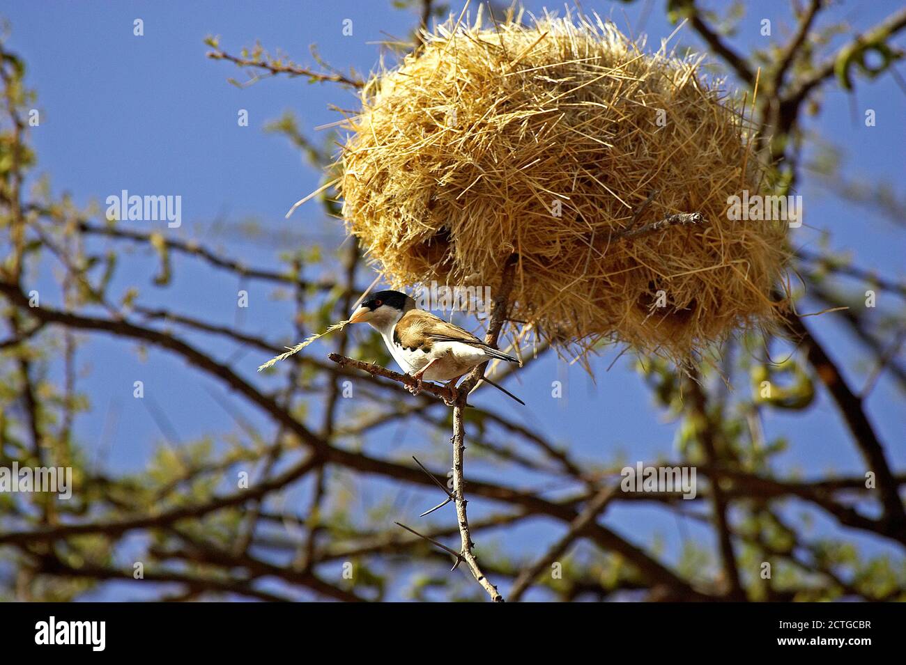 Sociable Weaver, philetairus socius, Nest in Acacia Tree, Kenya Stock ...