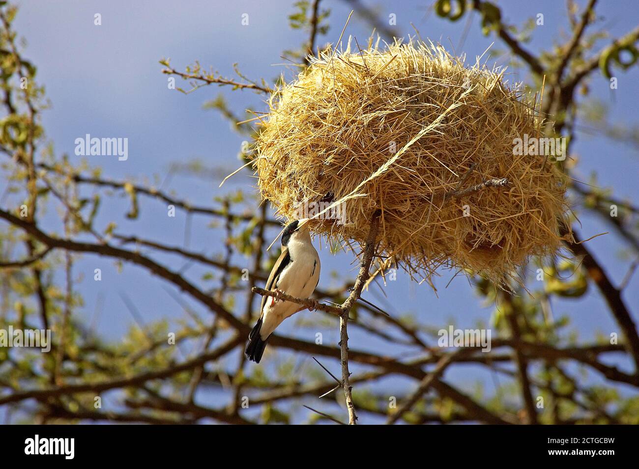 Sociable Weaver, philetairus socius, Nest in Acacia Tree, Kenya Stock ...