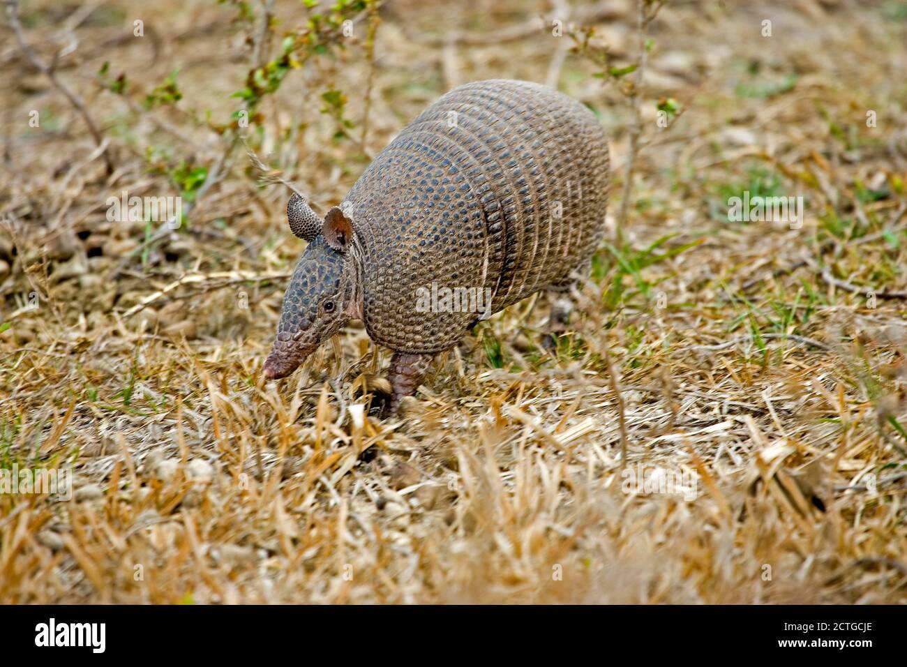 Nine banded armadillo dasypus novemcinctus adult hi-res stock ...