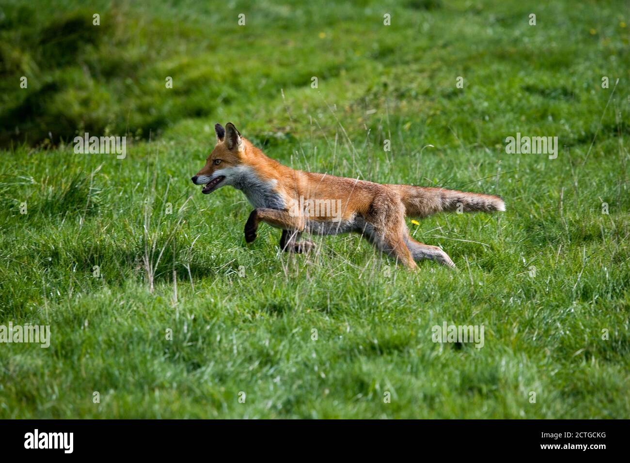 Red Fox, vulpes vulpes, Adult running on Grass, Normandy Stock Photo - Alamy