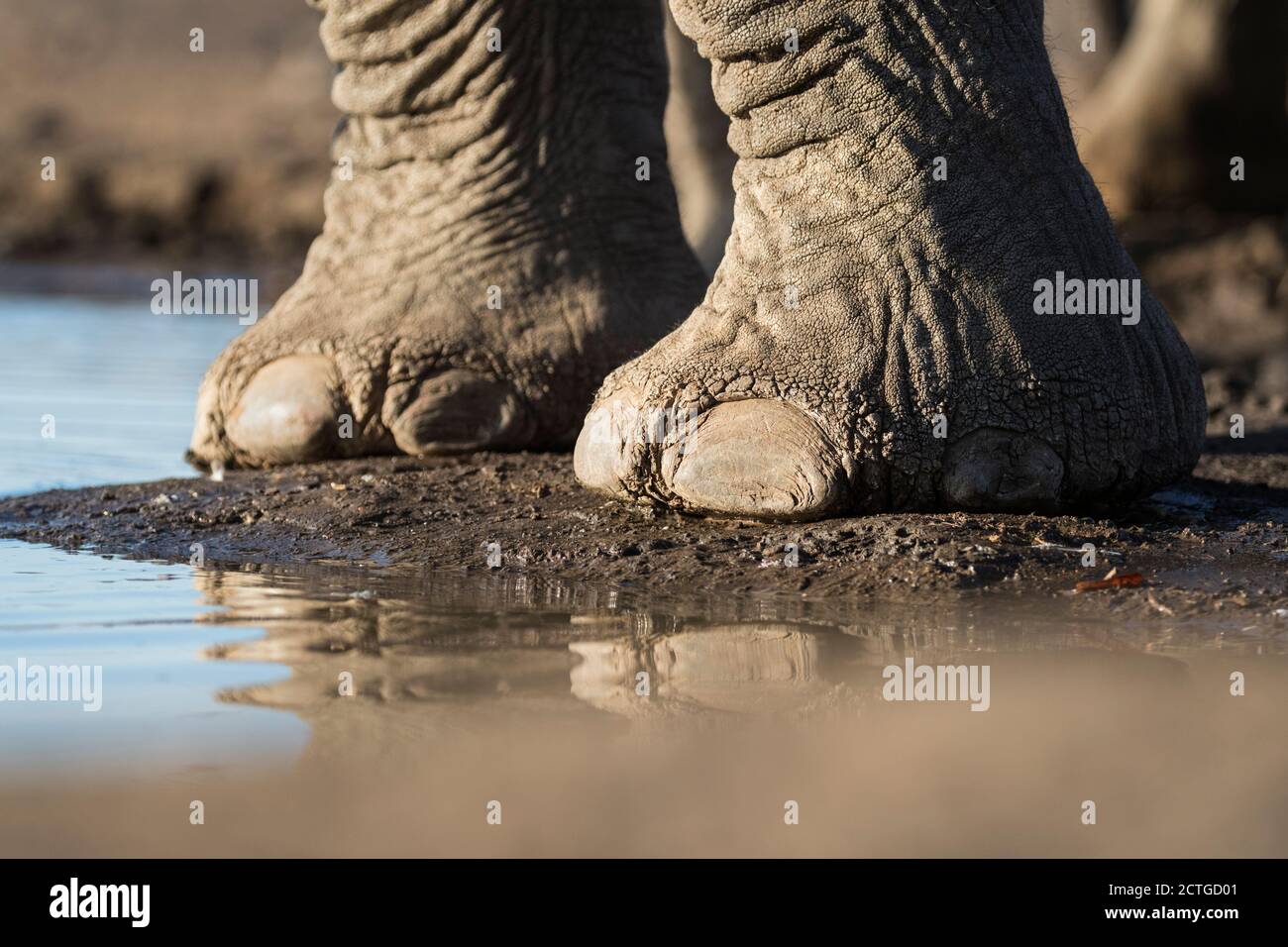 Elephant toe hi-res stock photography and images - Alamy