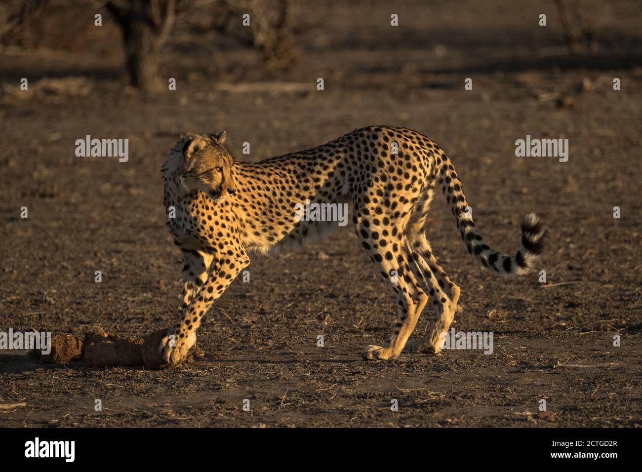 Cheetah (Acinonyx jubatus) playing with elephant dung, Northern Tuli ...