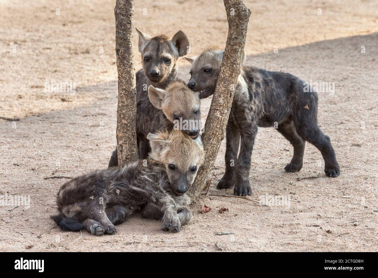 Spotted hyena (Crocuta crocuta) cubs, Elephant Plains, Sabi Sand, South ...