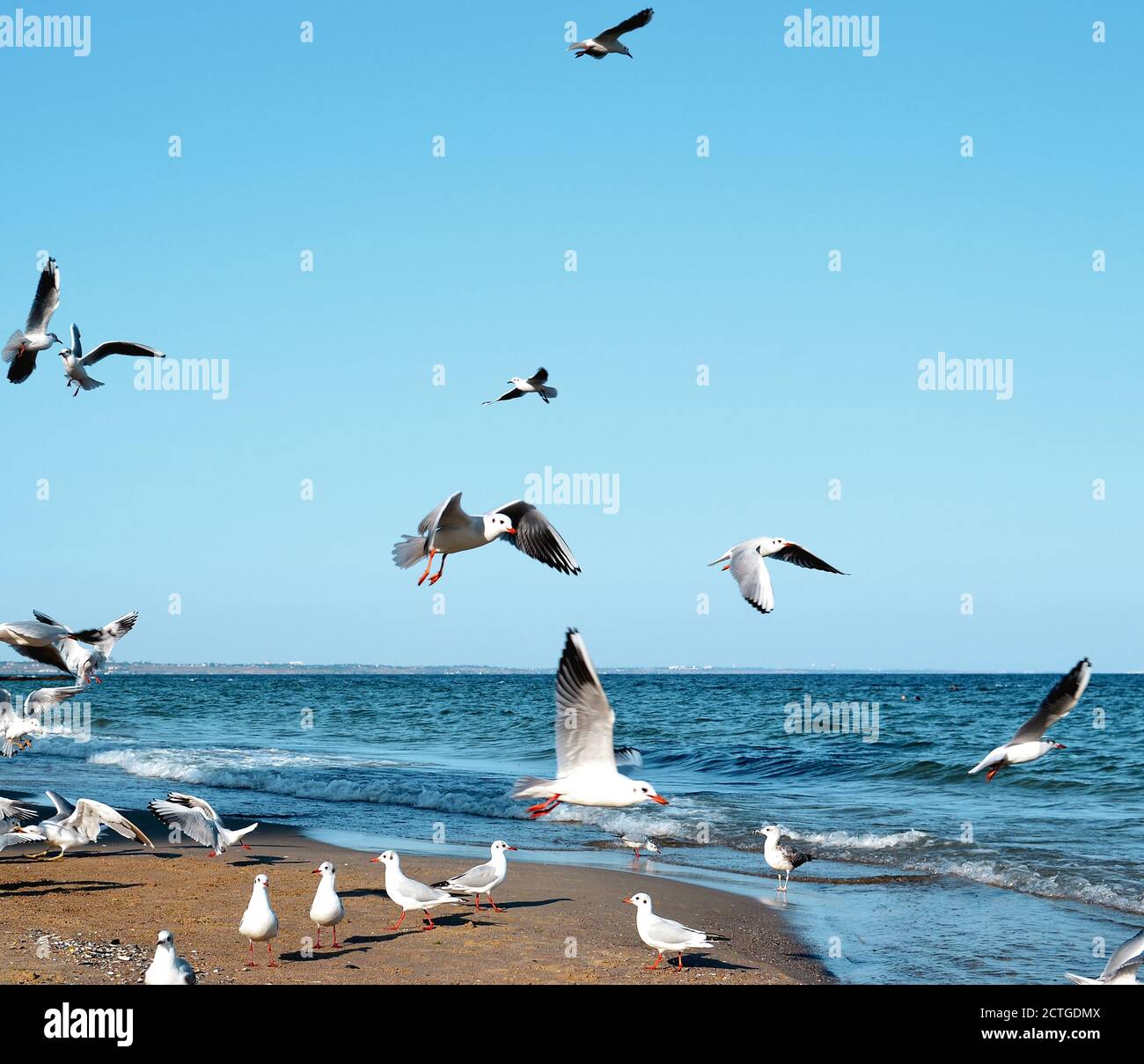 Seagulls flying over beach hi-res stock photography and images - Alamy