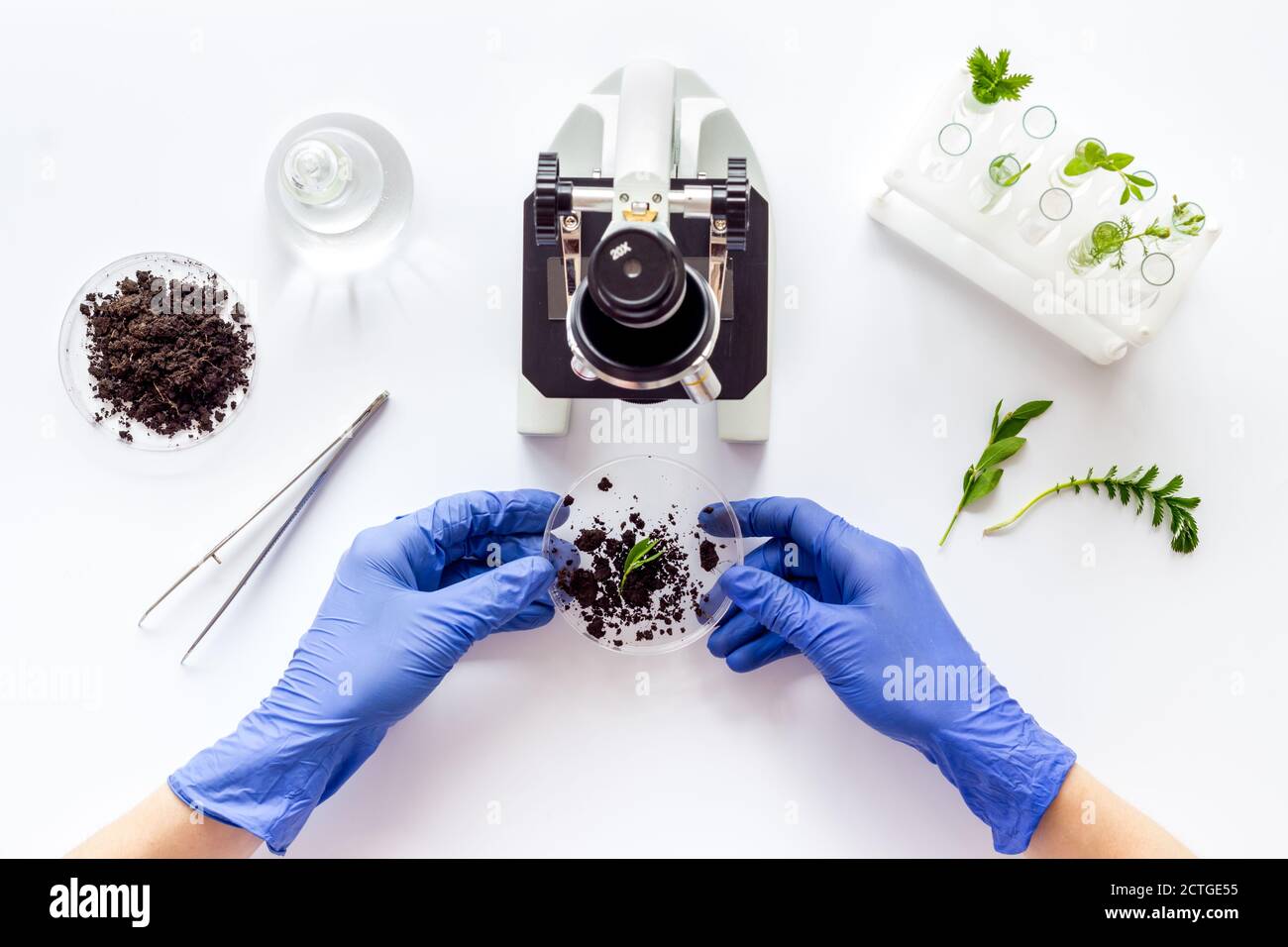 Test floral samples with microscope in biological lab Stock Photo - Alamy