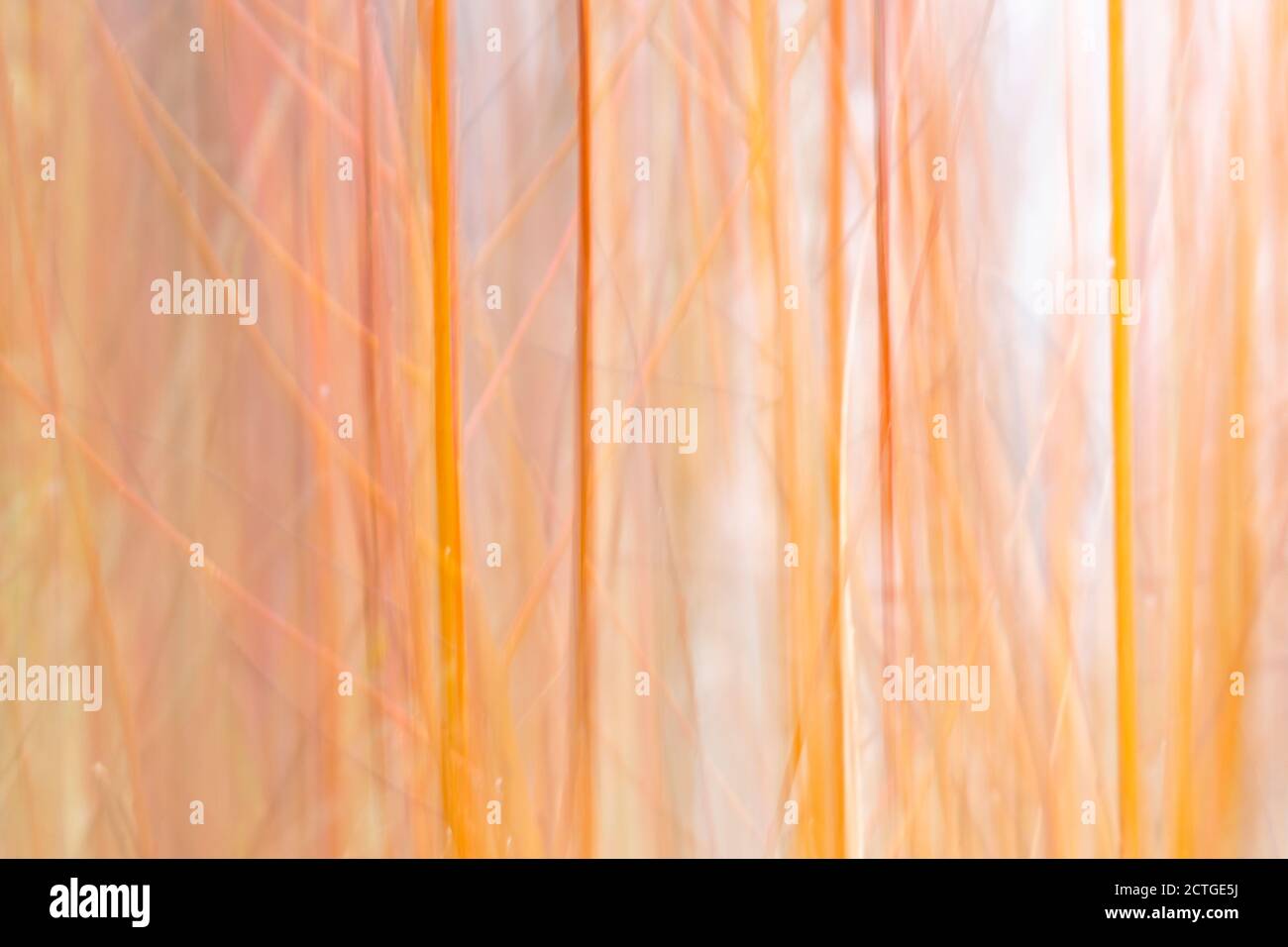 Red willow tree hi-res stock photography and images - Alamy