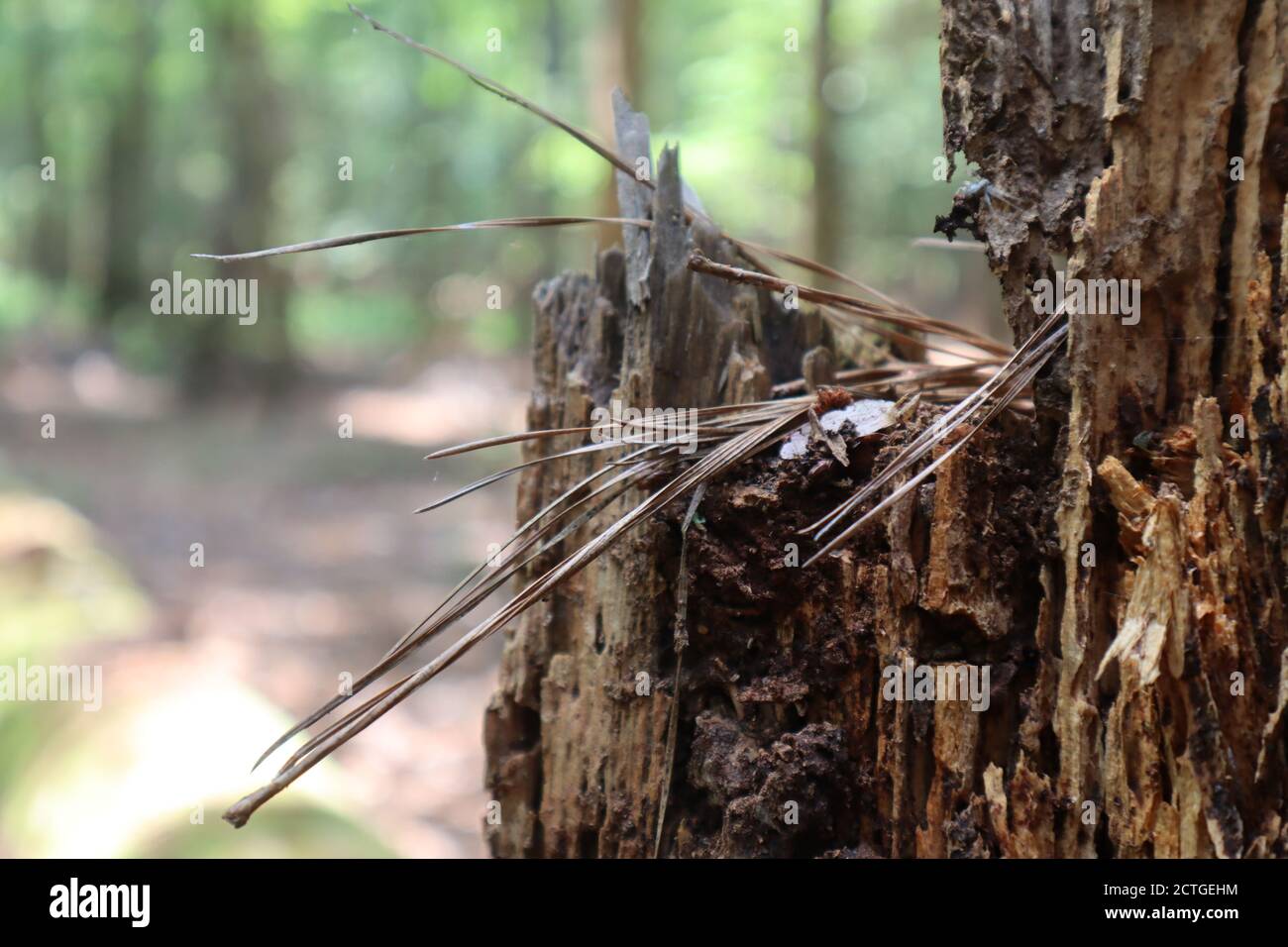 Closeup shot of a broken tree stem with blurred background Stock Photo ...