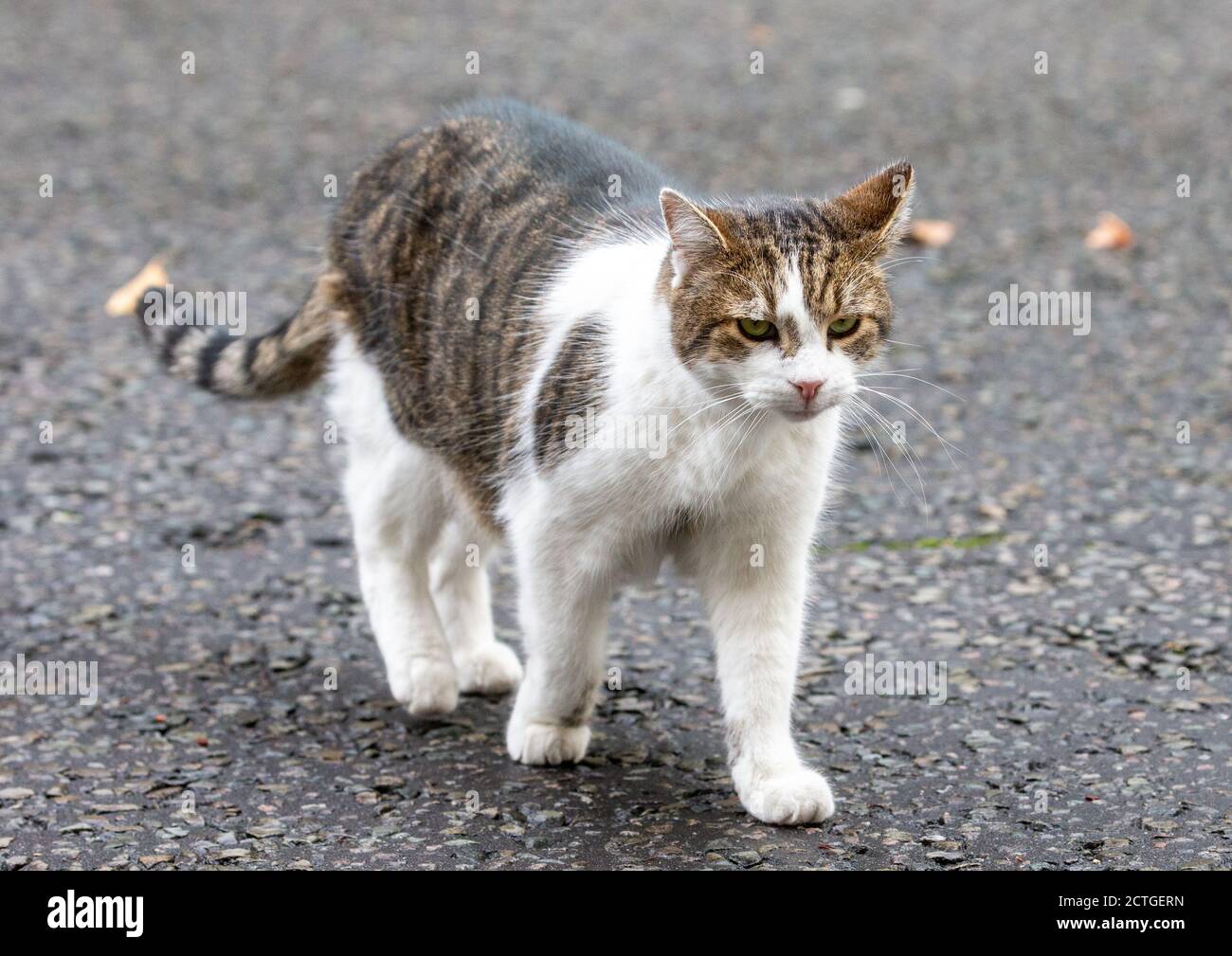Larry the downing street cat in downing street hi-res stock photography ...