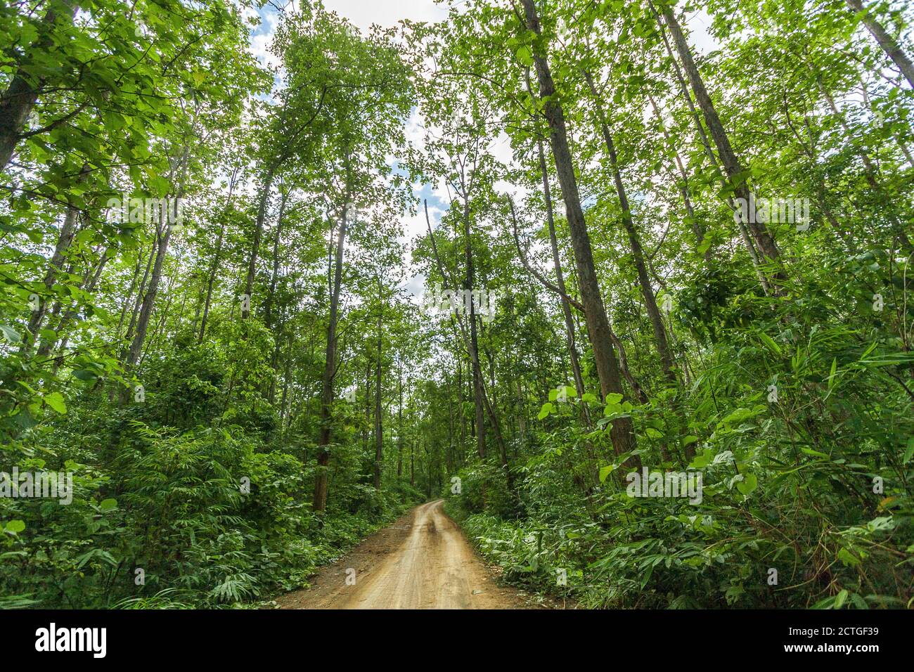 Rural road in the jungle background Stock Photo - Alamy