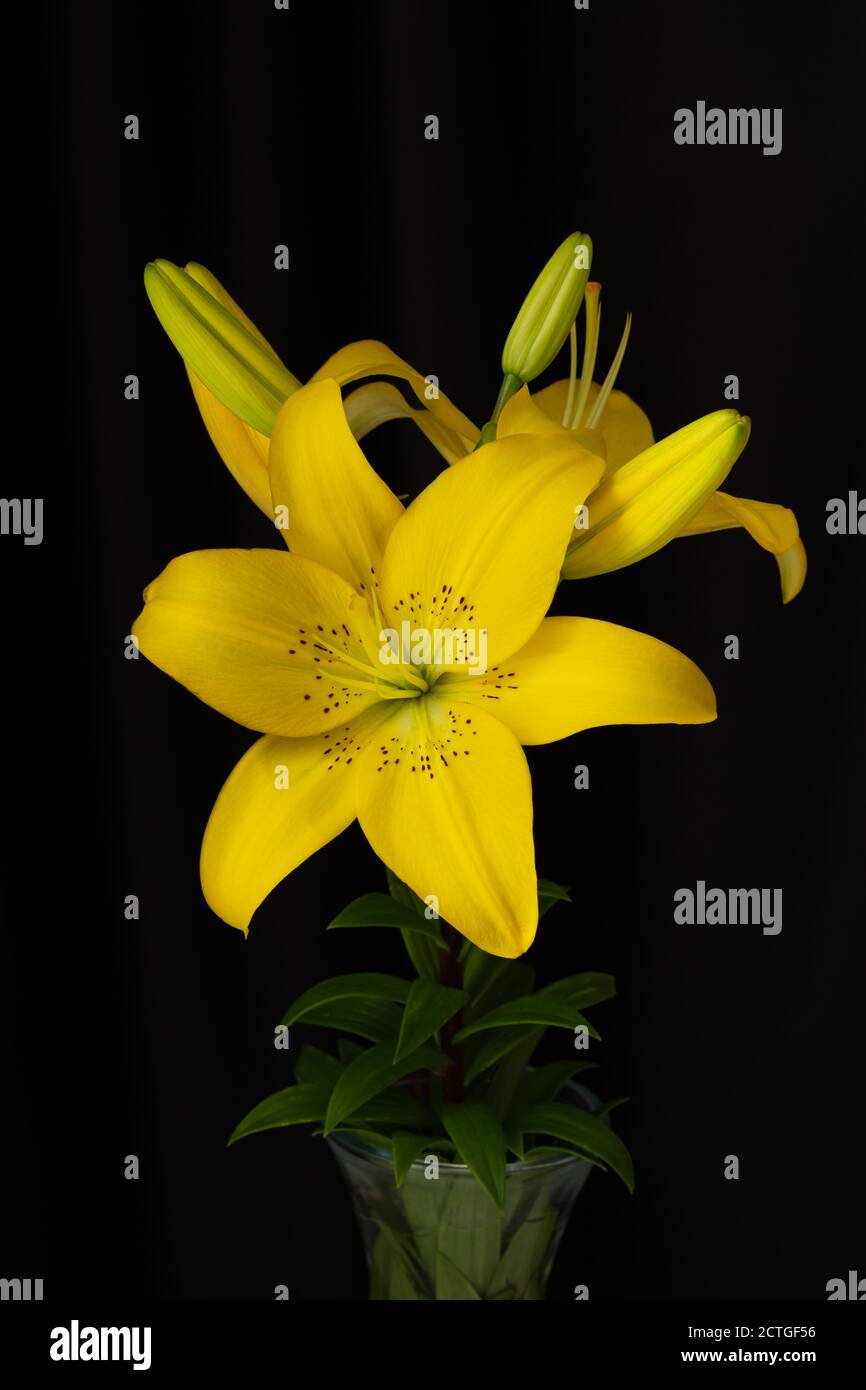 Yellow lilies close-up on a black background in a vase. Vertical ...