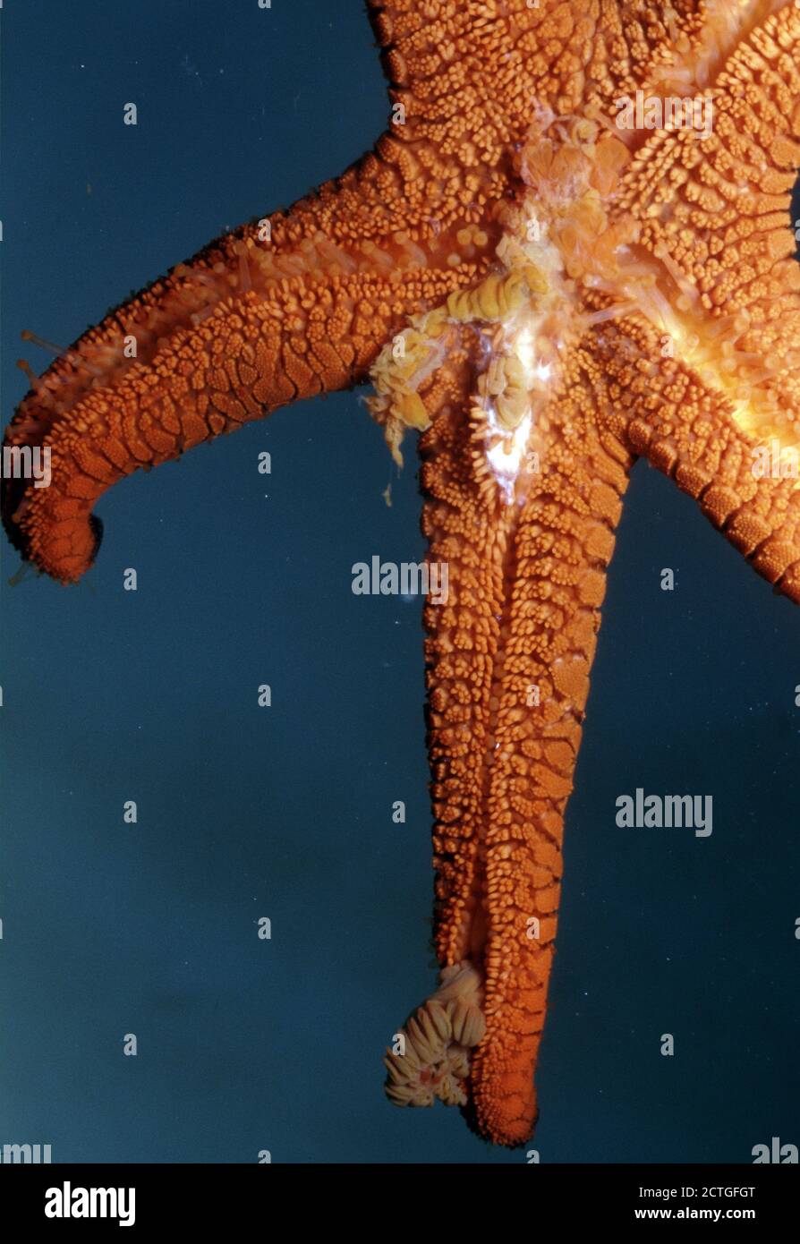 Starfish anatomy hi-res stock photography and images - Alamy