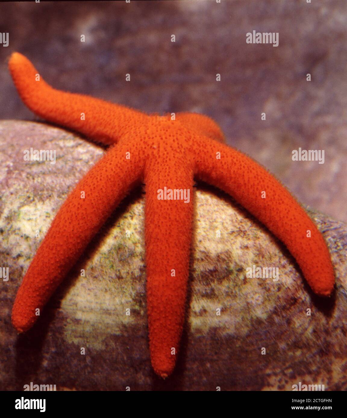 Mediterranean red starfish, Echinaster sepositus Stock Photo - Alamy