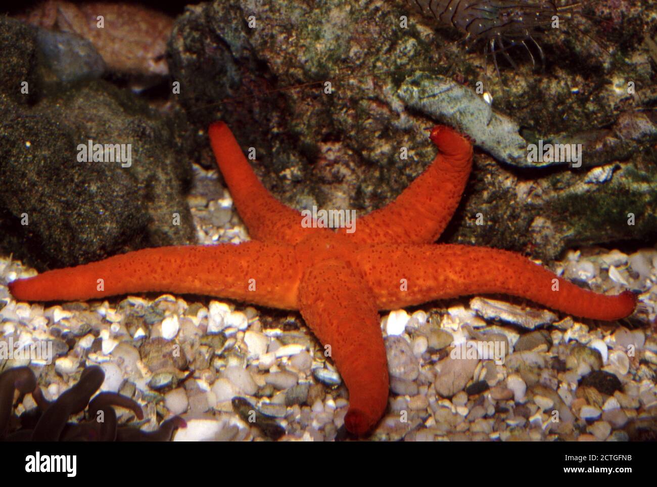 Starfish anatomy hi-res stock photography and images - Alamy