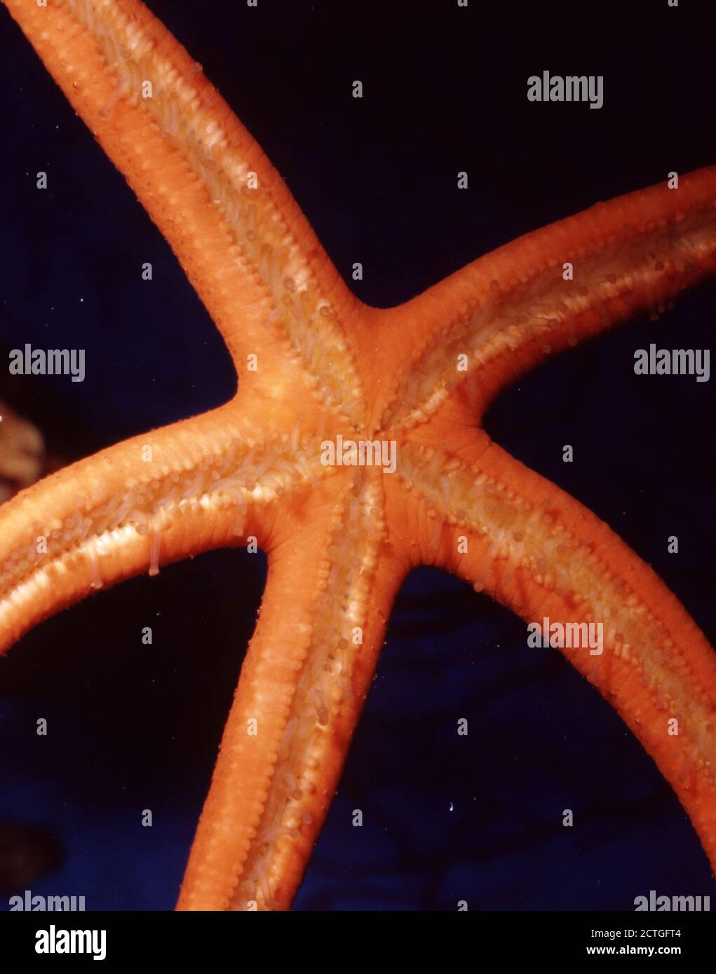 Oral opening of Mediterranean red starfish (Echinaster sepositus Stock ...