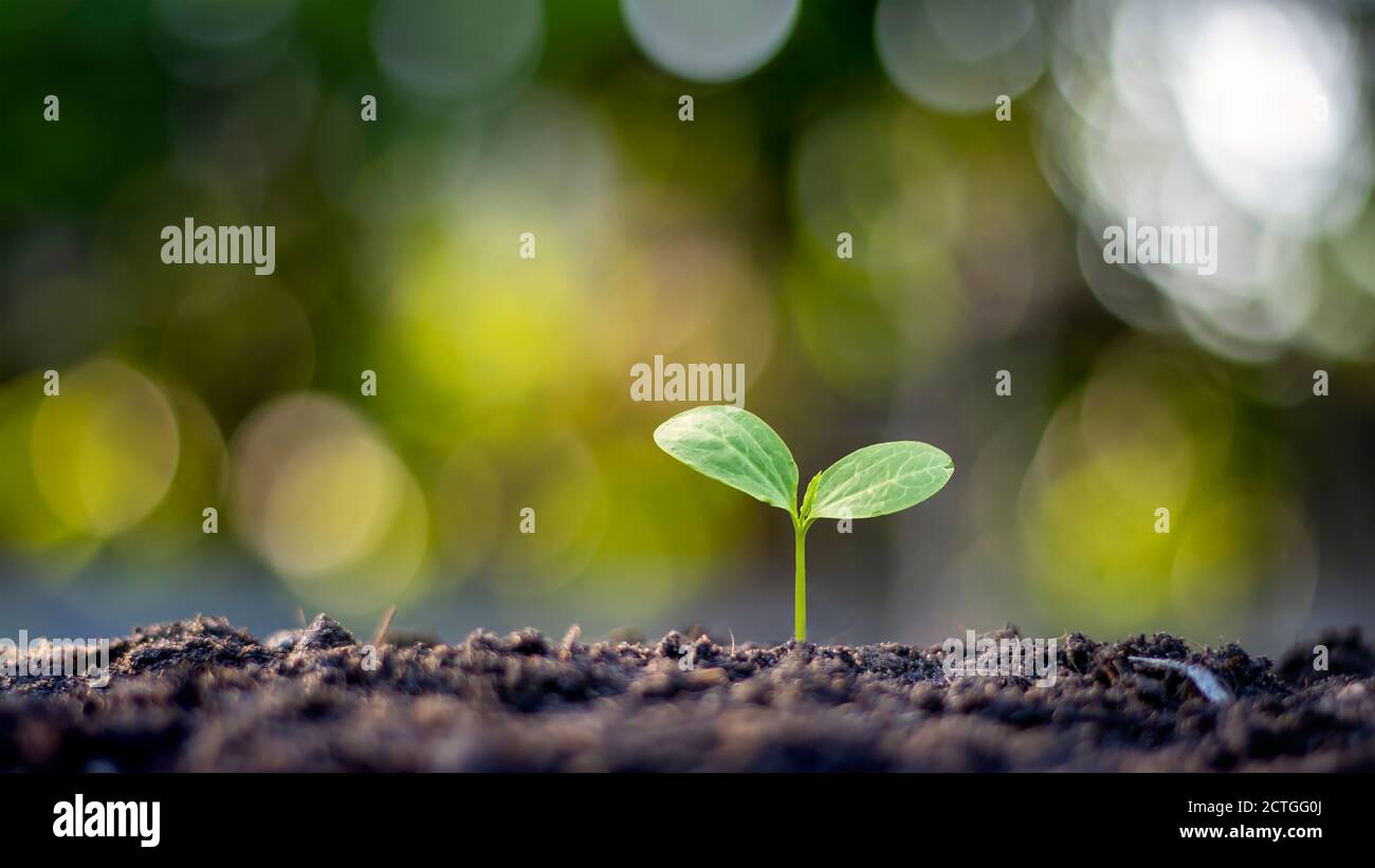The sapling is growing from fertile soil, including the evolution of ...