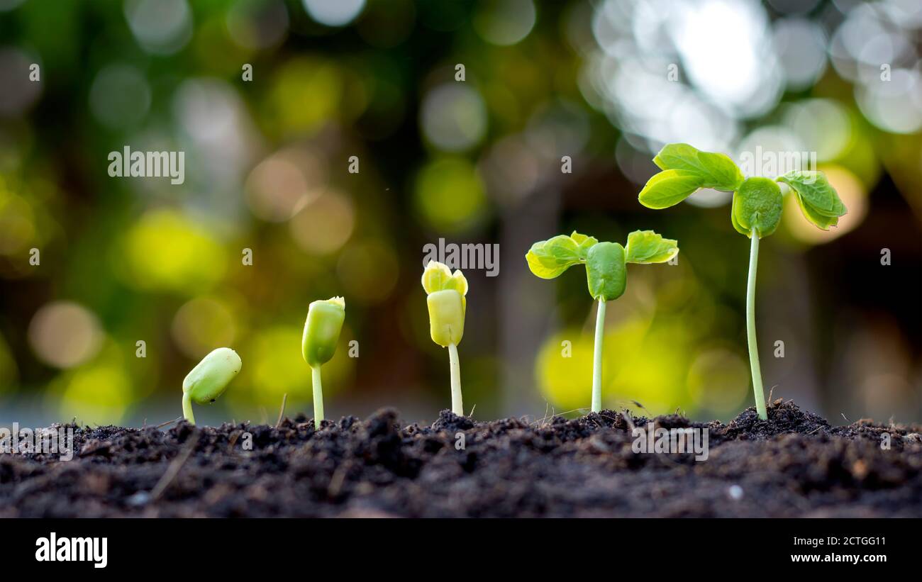Saplings are growing from fertile soil, including the evolution of ...
