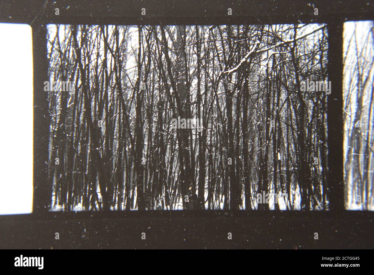 Fine 1970s vintage black and white photography of a dense forest full ...