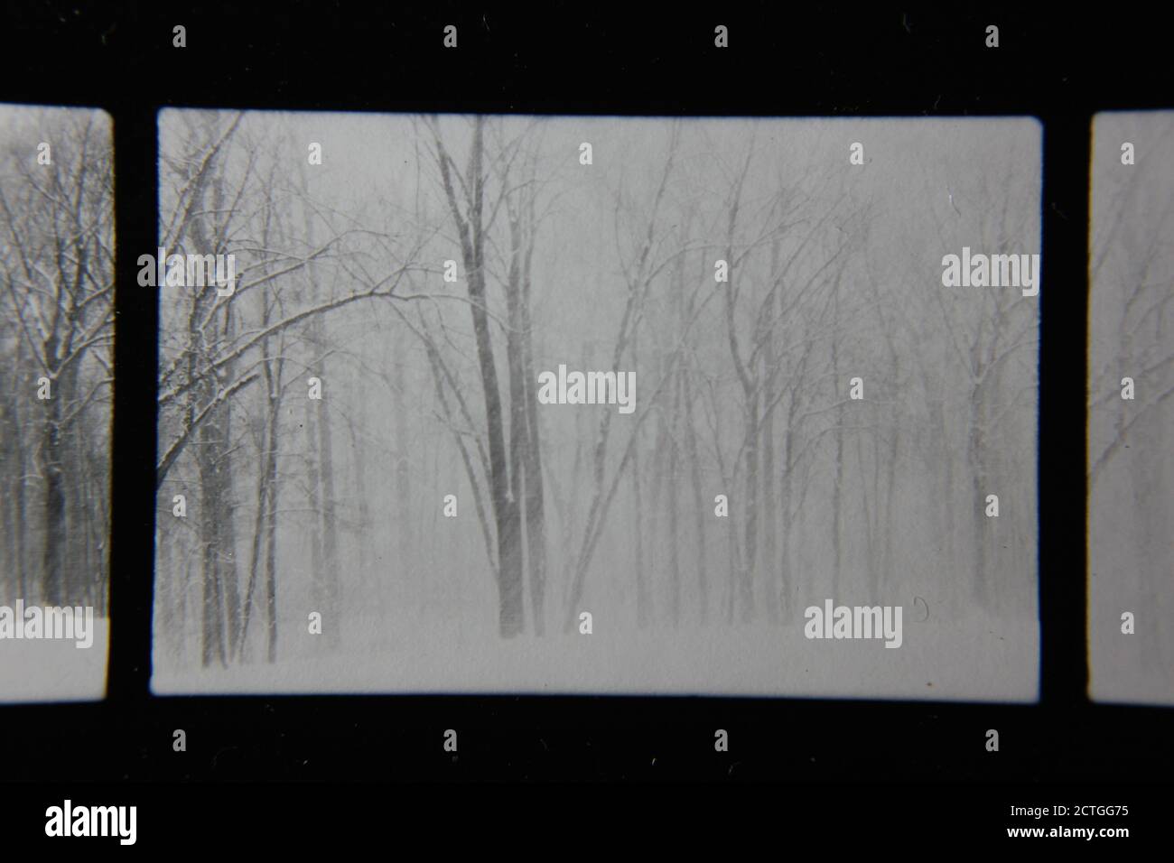 Fine 1970s vintage black and white photography of a dense forest full ...